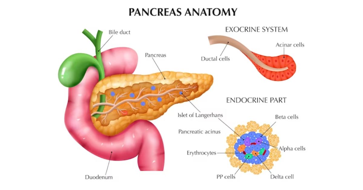 Best Pancreatic Treatment In Rewari | Dr Neel Kamal Hospital